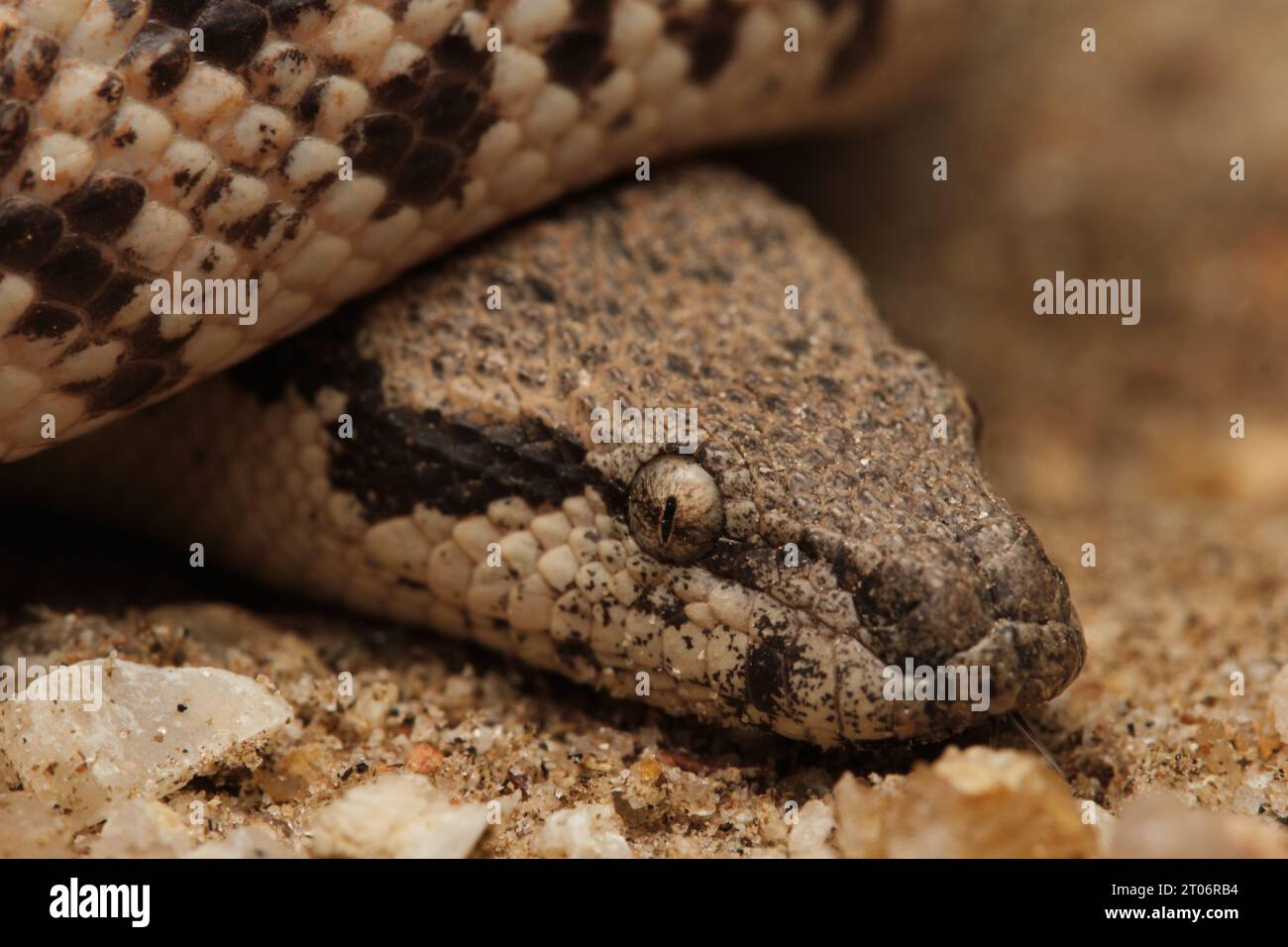 Rough scaled boa hi-res stock photography and images - Alamy