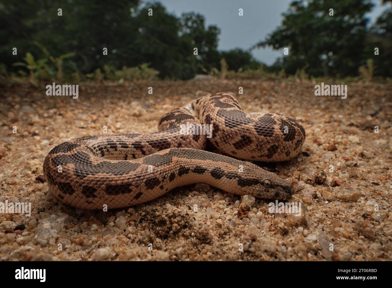 Rough scaled snake hi-res stock photography and images - Alamy