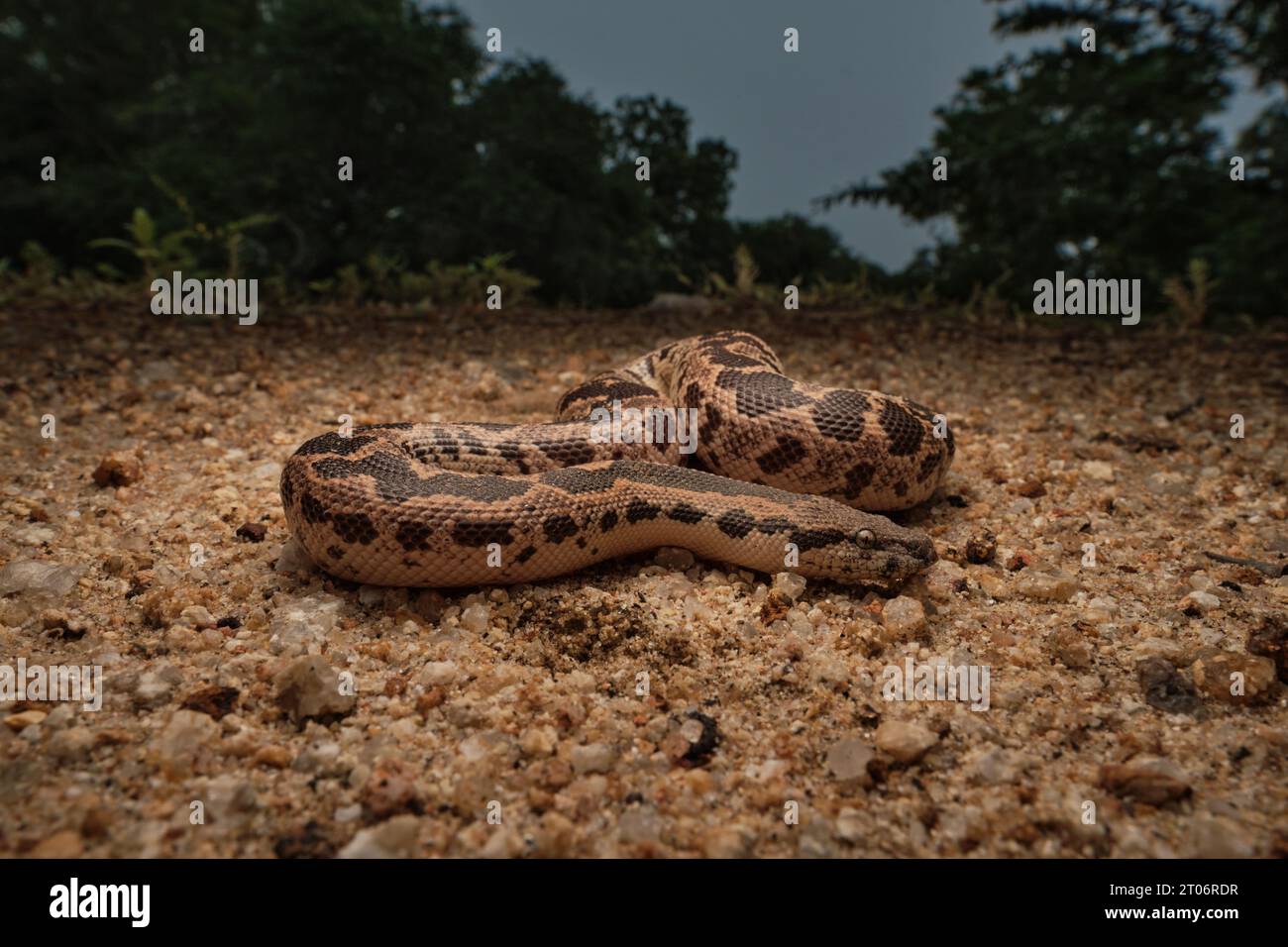 Rough-scaled Sand Boa (Eryx conicus Stock Photo - Alamy
