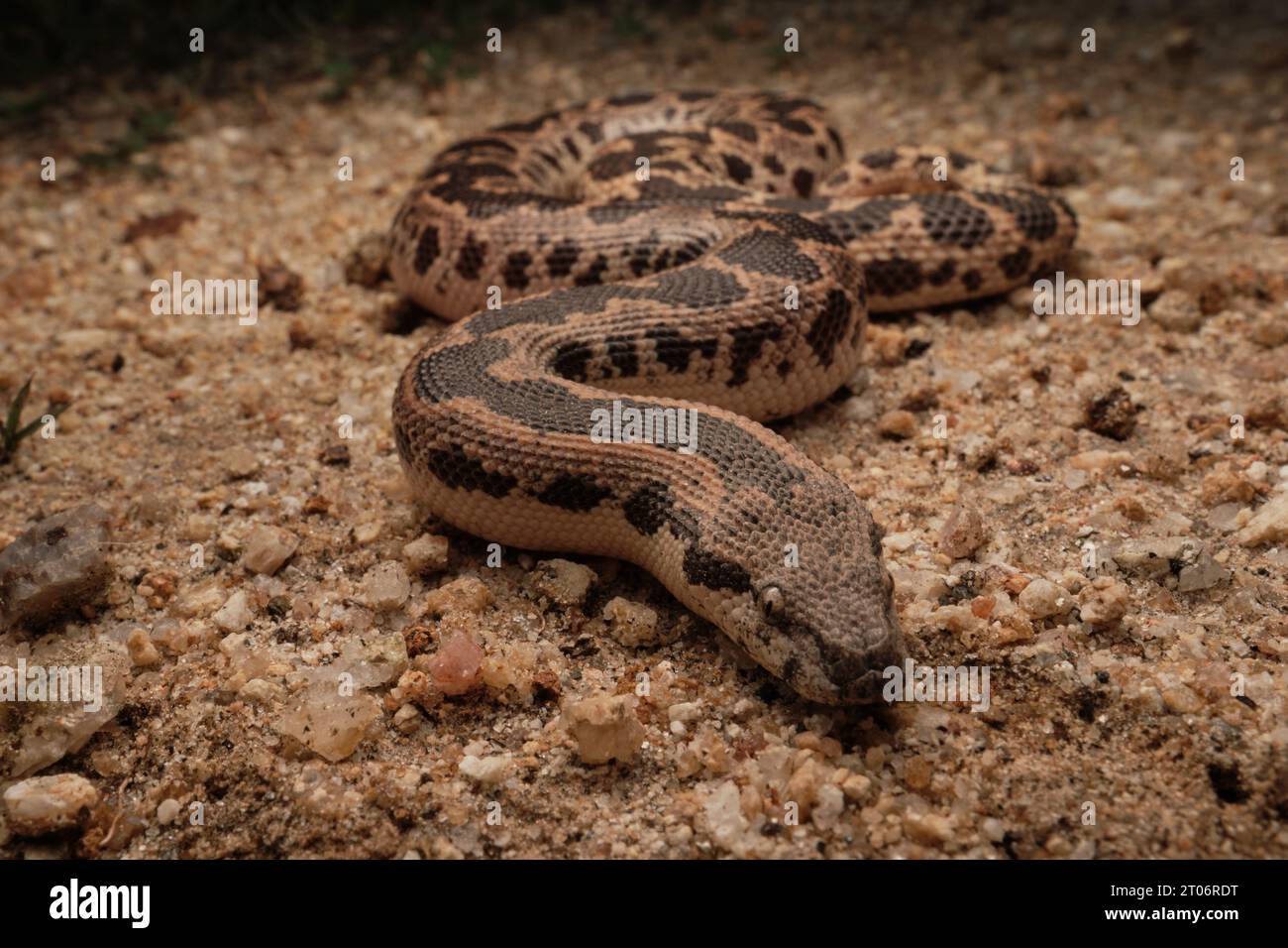 Rough-scaled Sand Boa (Eryx conicus Stock Photo - Alamy