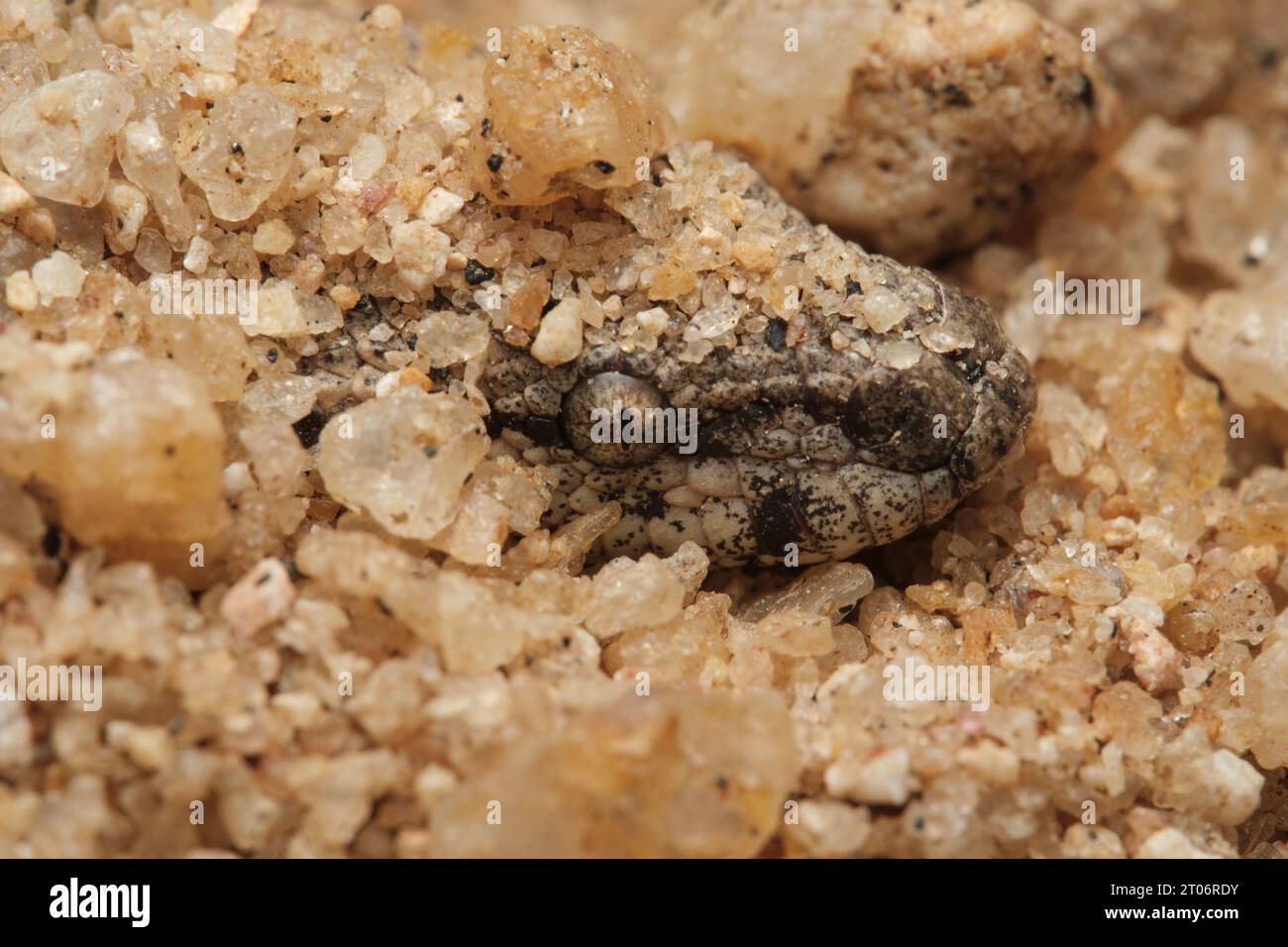 Rough scaled snake hi-res stock photography and images - Alamy