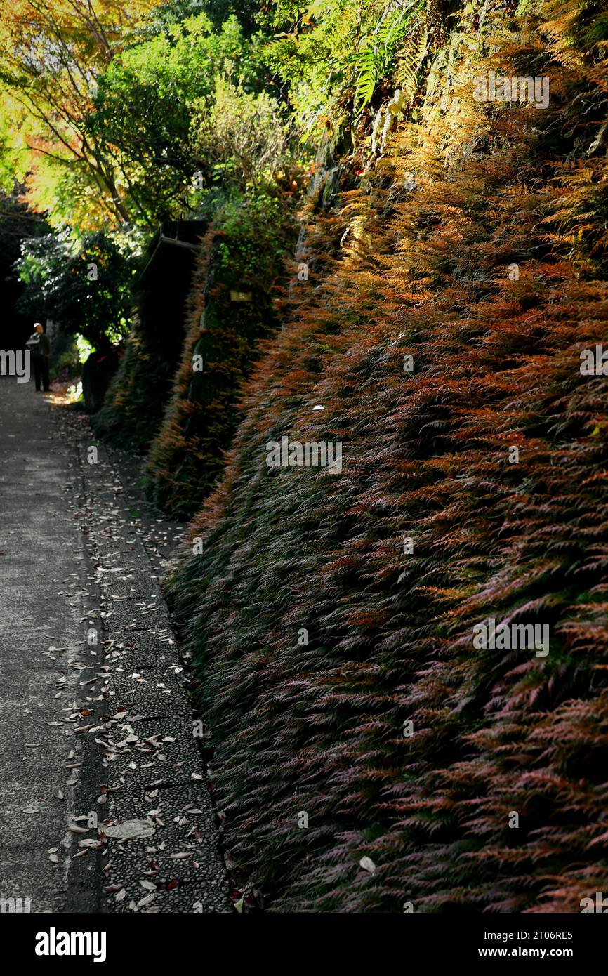 An elegant autumn back alley in Kamakura where ferns with red leaves ...