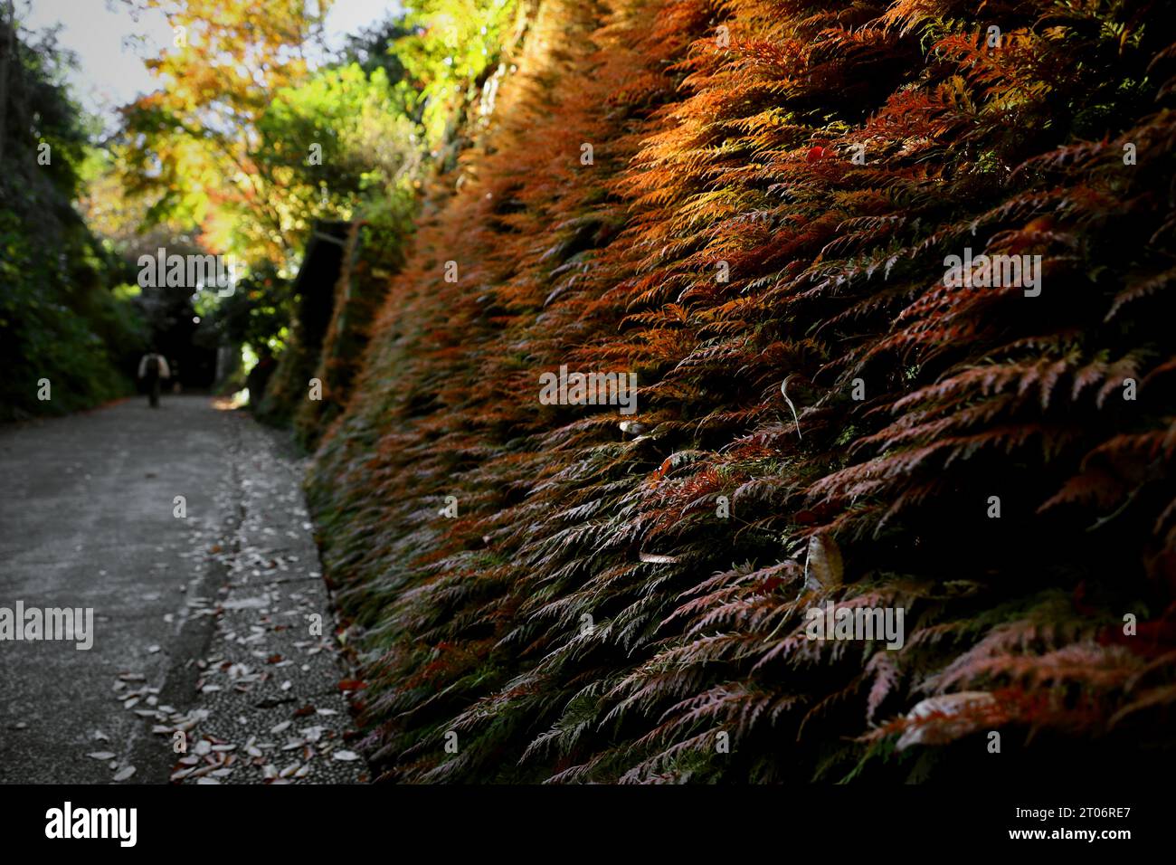 An elegant autumn back alley in Kamakura where ferns with red leaves ...