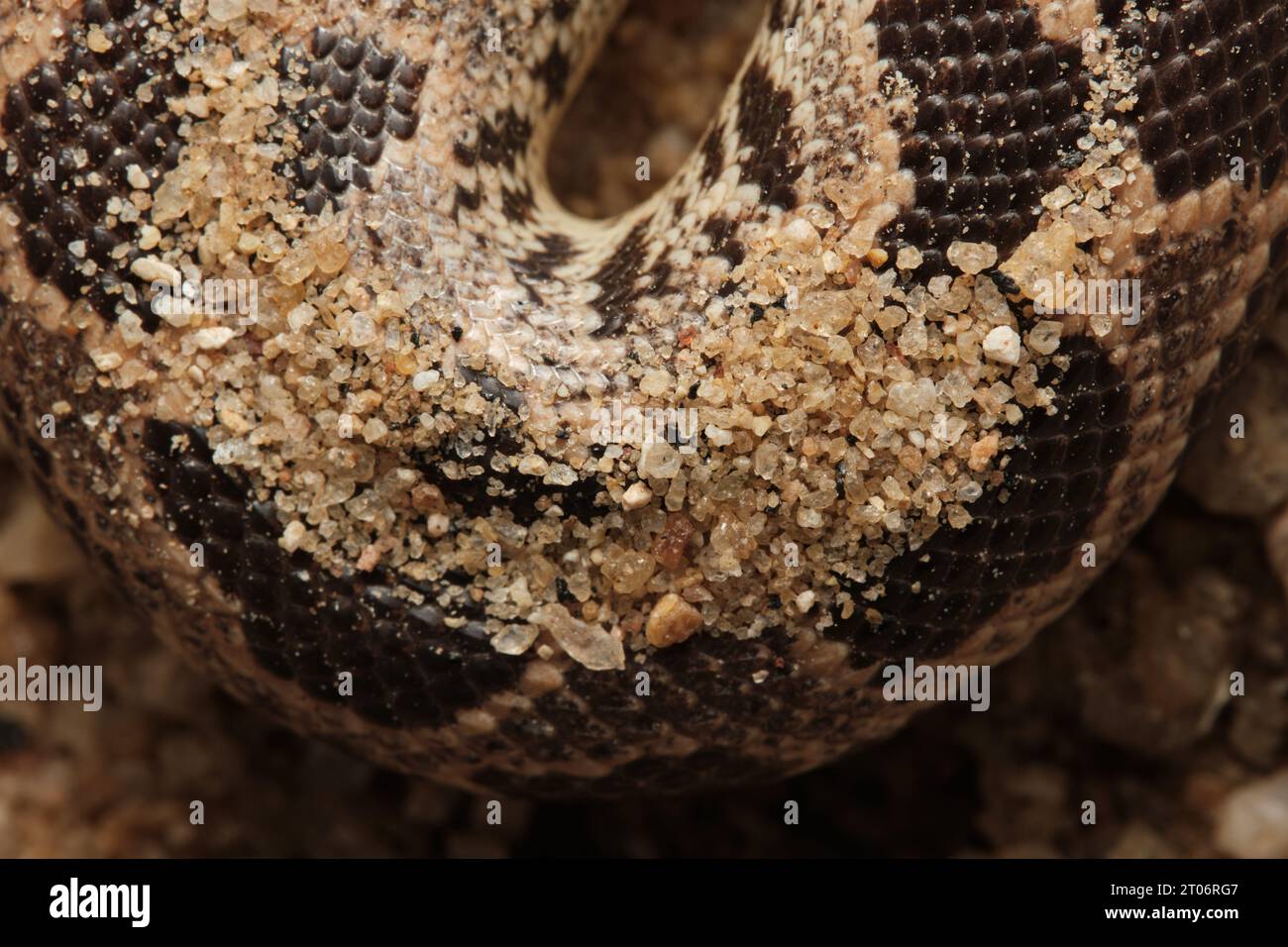 Rough-scaled Sand Boa (Eryx conicus Stock Photo - Alamy