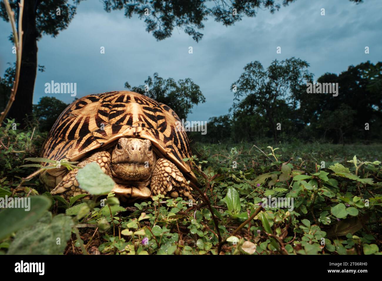 Indian star tortoise (Geochelone elegans Stock Photo - Alamy