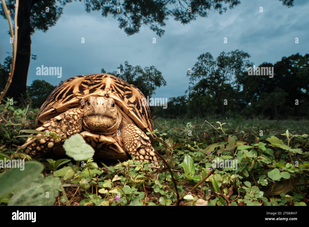Indian star tortoise (Geochelone elegans Stock Photo - Alamy