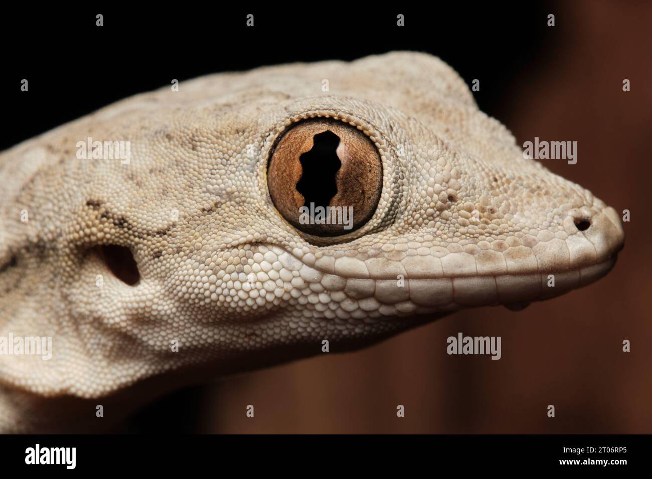 Leschenault's leaf-toed gecko (Hemidactylus leschenaultii Stock Photo ...