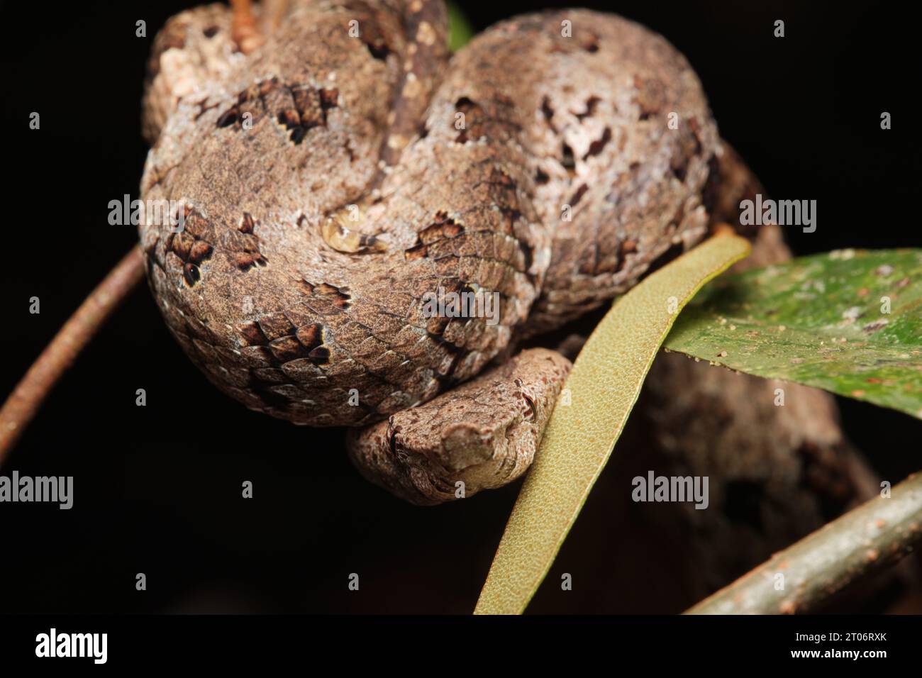 Hump nosed viper hi-res stock photography and images - Alamy