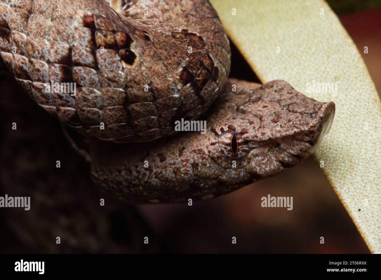 Lowland Hump-nosed Viper (Hypnale zara Stock Photo - Alamy