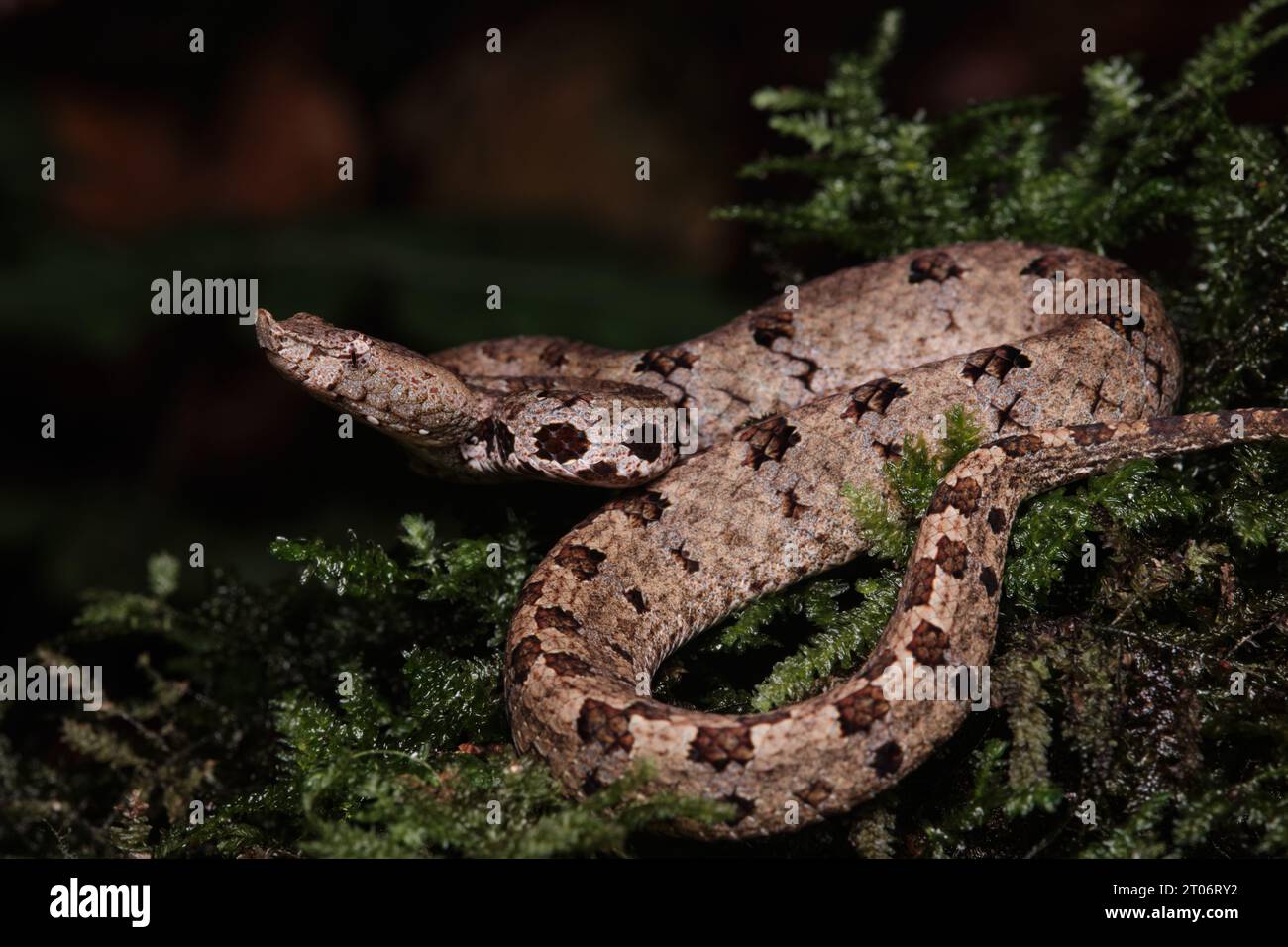 Lowland Hump-nosed Viper (Hypnale zara Stock Photo - Alamy