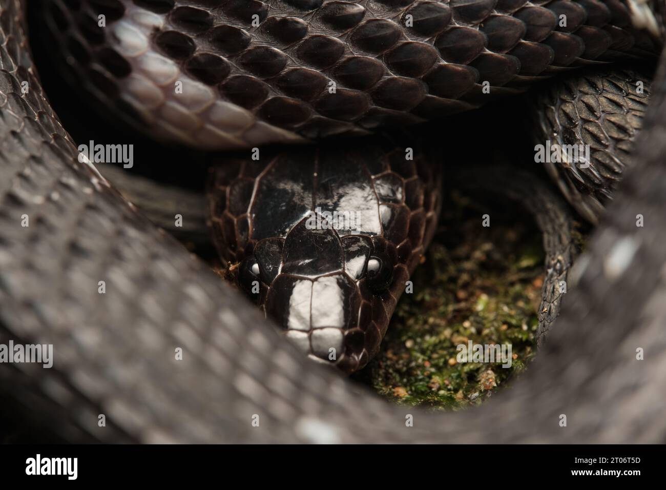Ceylon Wolf Snake (Lycodon carinatus Stock Photo - Alamy