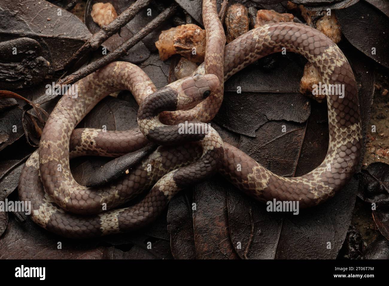 Nympha snake hi-res stock photography and images - Alamy
