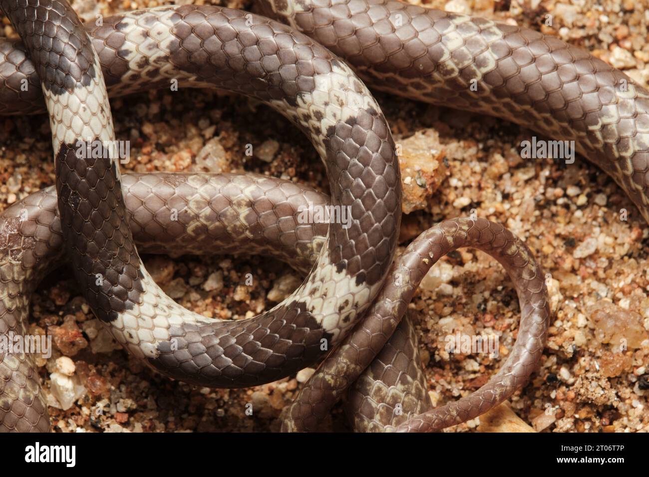 Nympha snake hi-res stock photography and images - Alamy