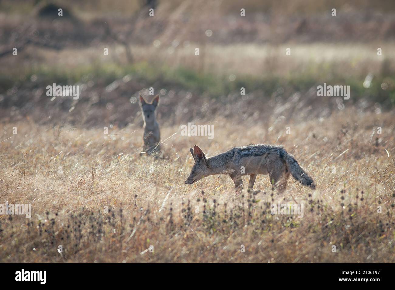 The jackal group hi-res stock photography and images - Alamy
