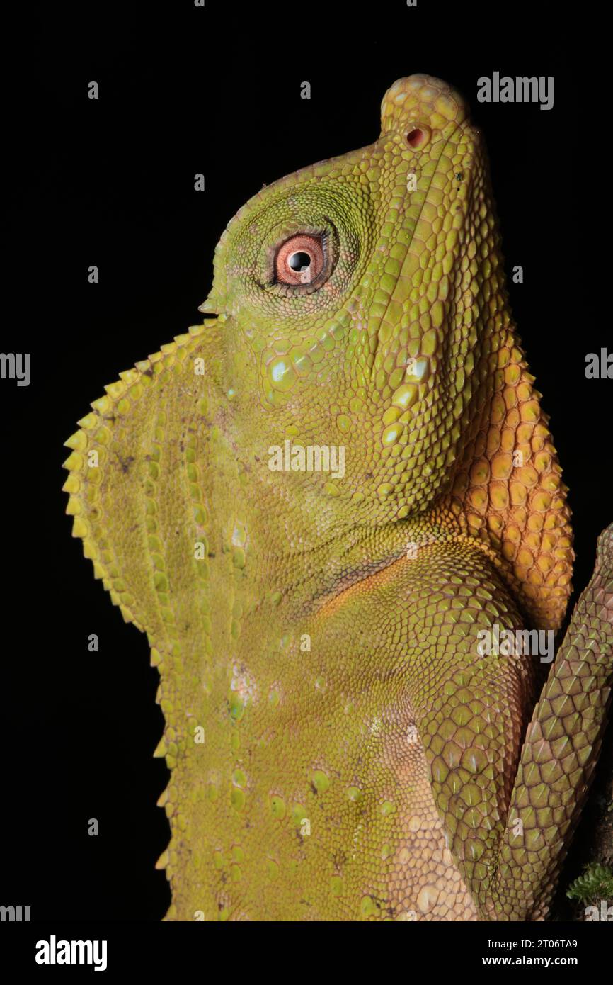Hump nosed lizard hi-res stock photography and images - Alamy