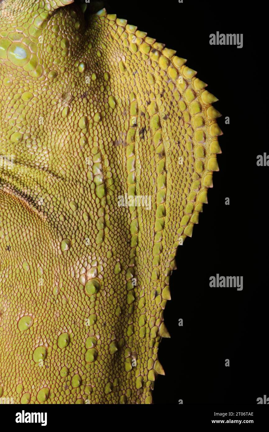 Hump-Nosed Lizard (Lyriocephalus scutatus), Sri Lanka Stock Photo - Alamy