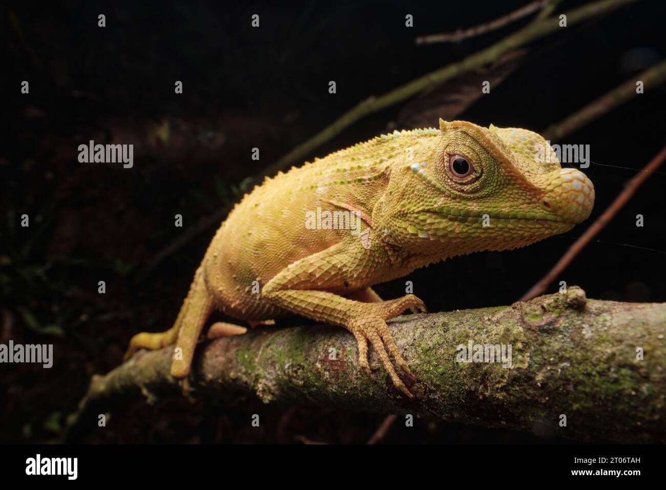 Lyriocephalus hi-res stock photography and images - Alamy