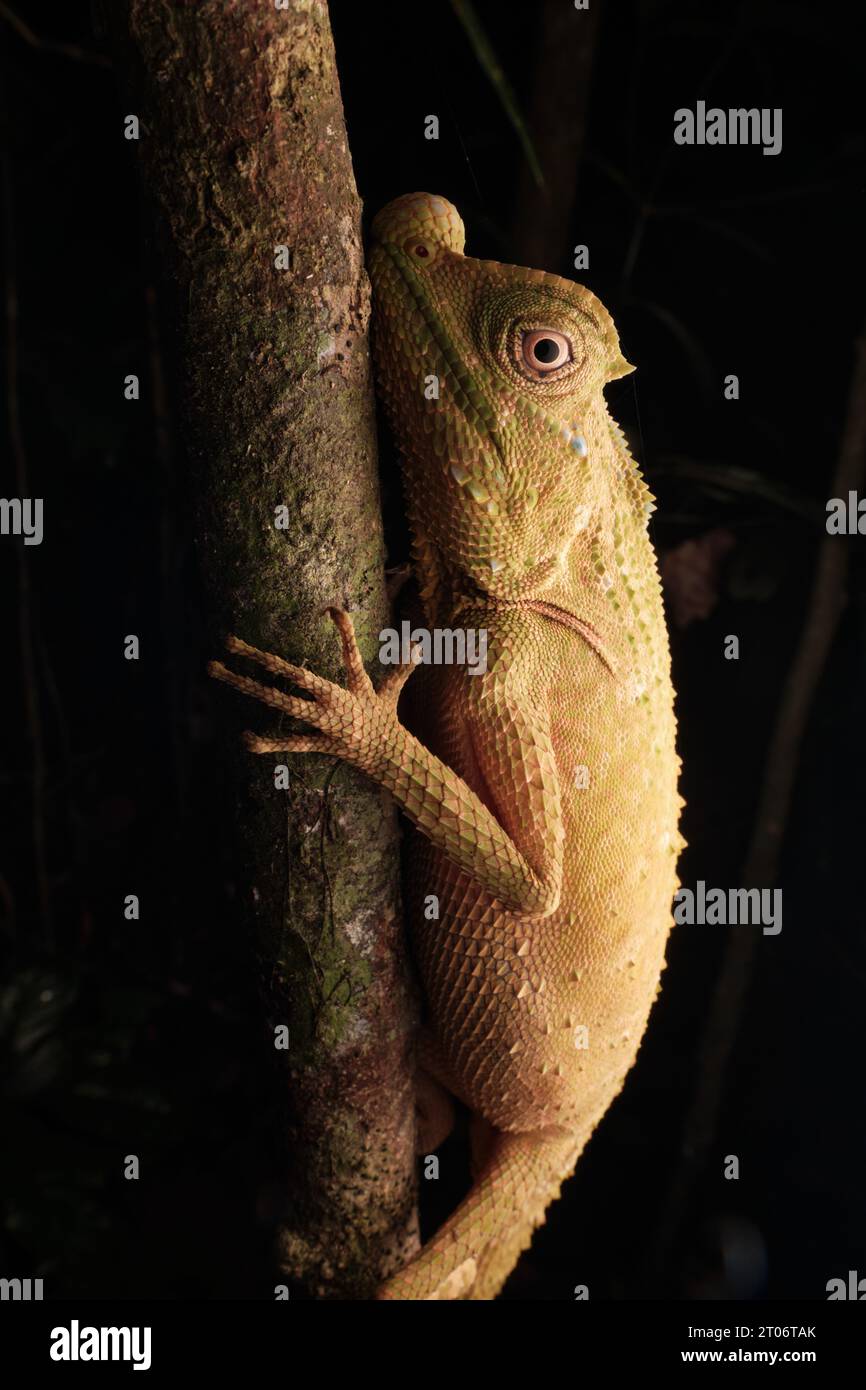 Lyriocephalus hi-res stock photography and images - Alamy