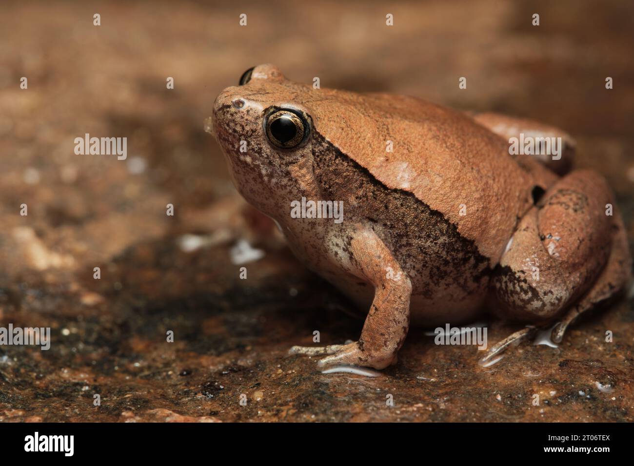 red narrow-mouthed frog (Microhyla mihintalei Stock Photo - Alamy