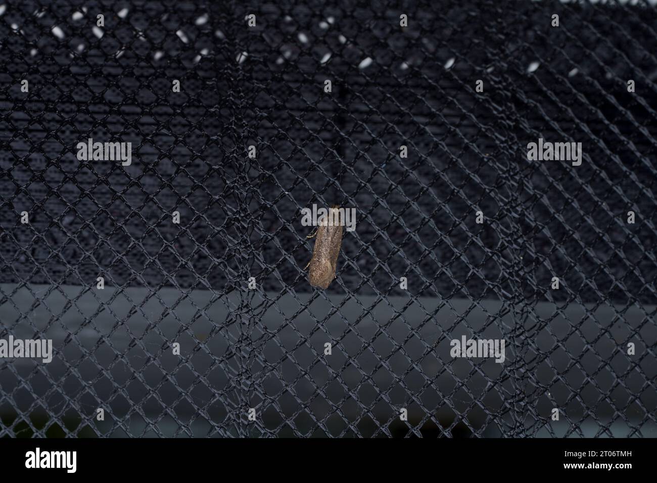 Tinea pellionella Family Tineidae Genus Tinea Case-bearing Clothes Moth ...