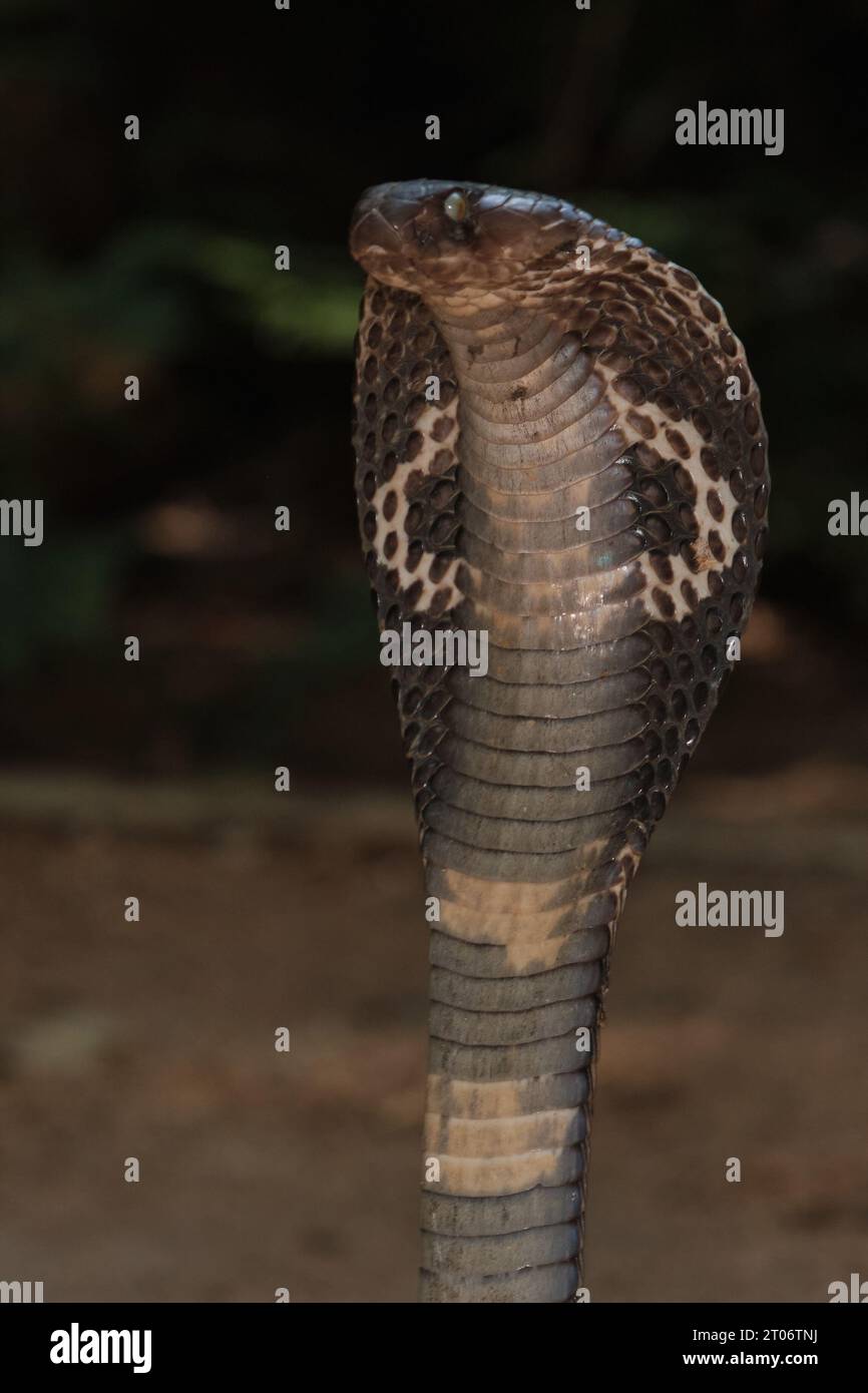 Real cobra hi-res stock photography and images - Alamy
