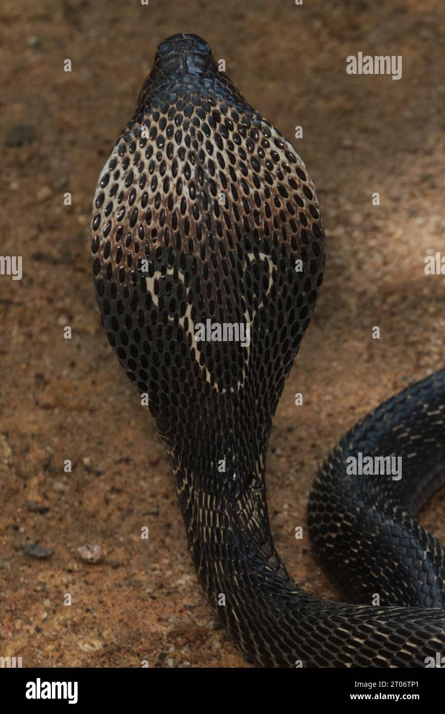 Real cobra hi-res stock photography and images - Alamy