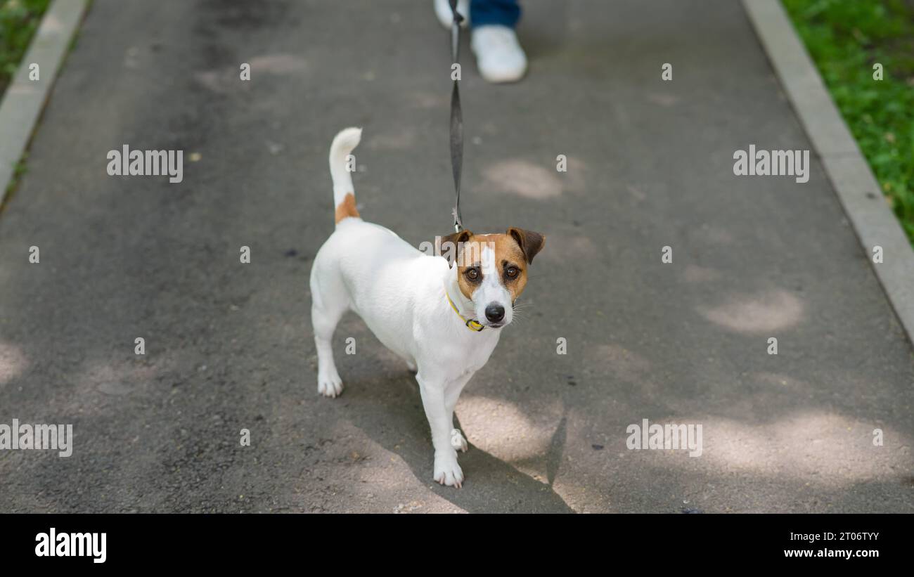 Jack Russell Terrier dog pulls hard on the leash while walking in the ...