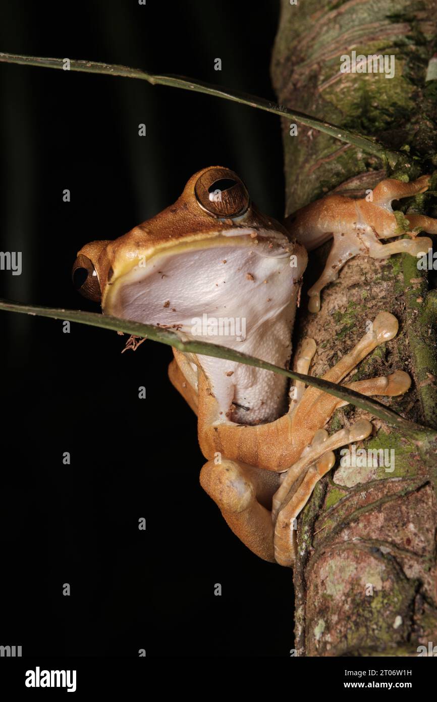 Common Hourglass Tree Frog (Polypedates cruciger Stock Photo - Alamy