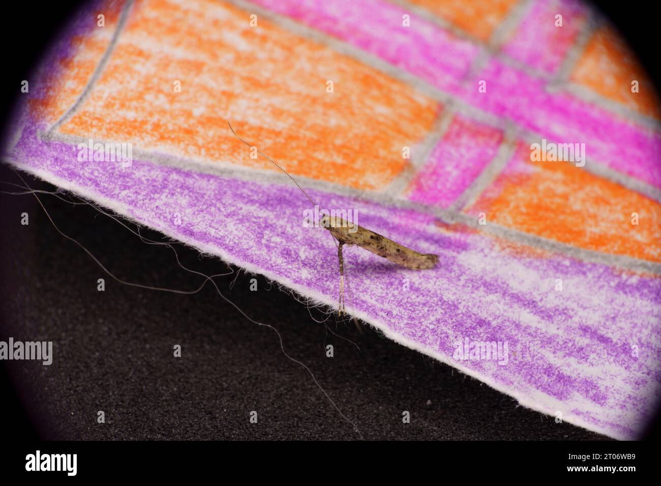 Caloptilia populetorum Family Gracillariidae Genus Caloptilia Clouded ...