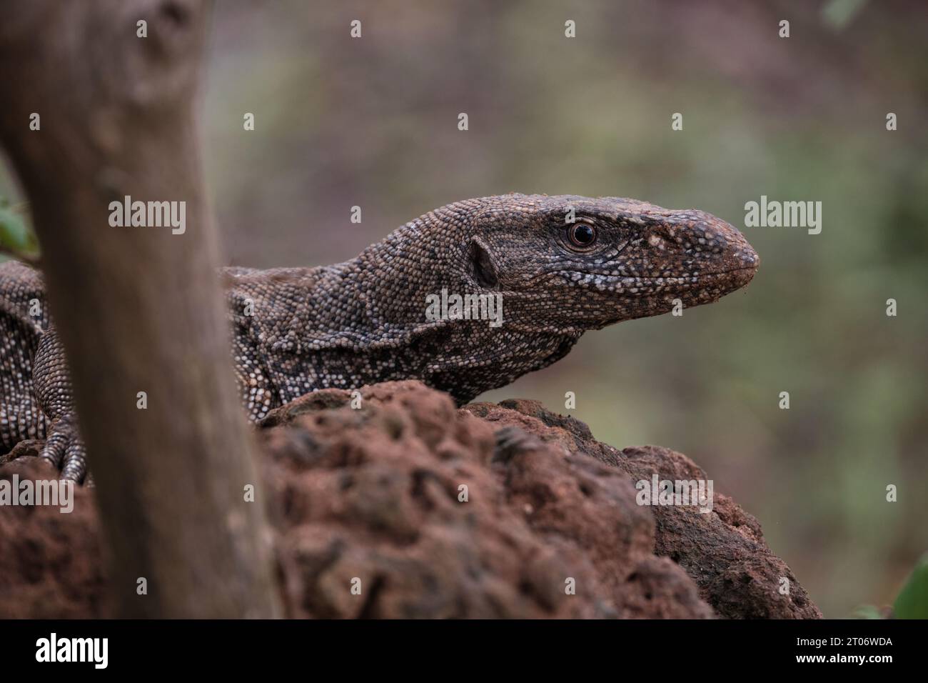 Bengal Monitor (Varanus bengalensis Stock Photo - Alamy