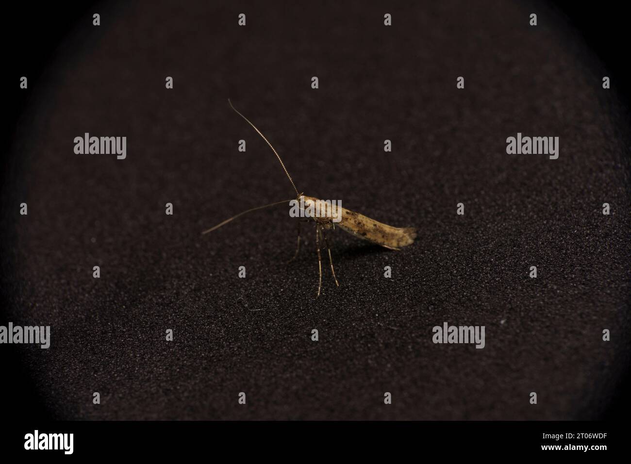 Clouded slender hi-res stock photography and images - Alamy