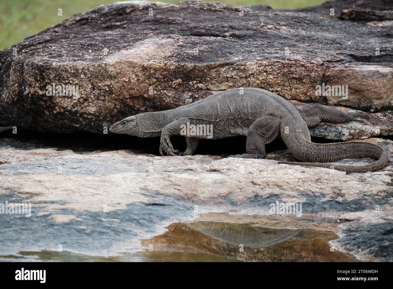 Bengal Monitor (Varanus bengalensis Stock Photo - Alamy