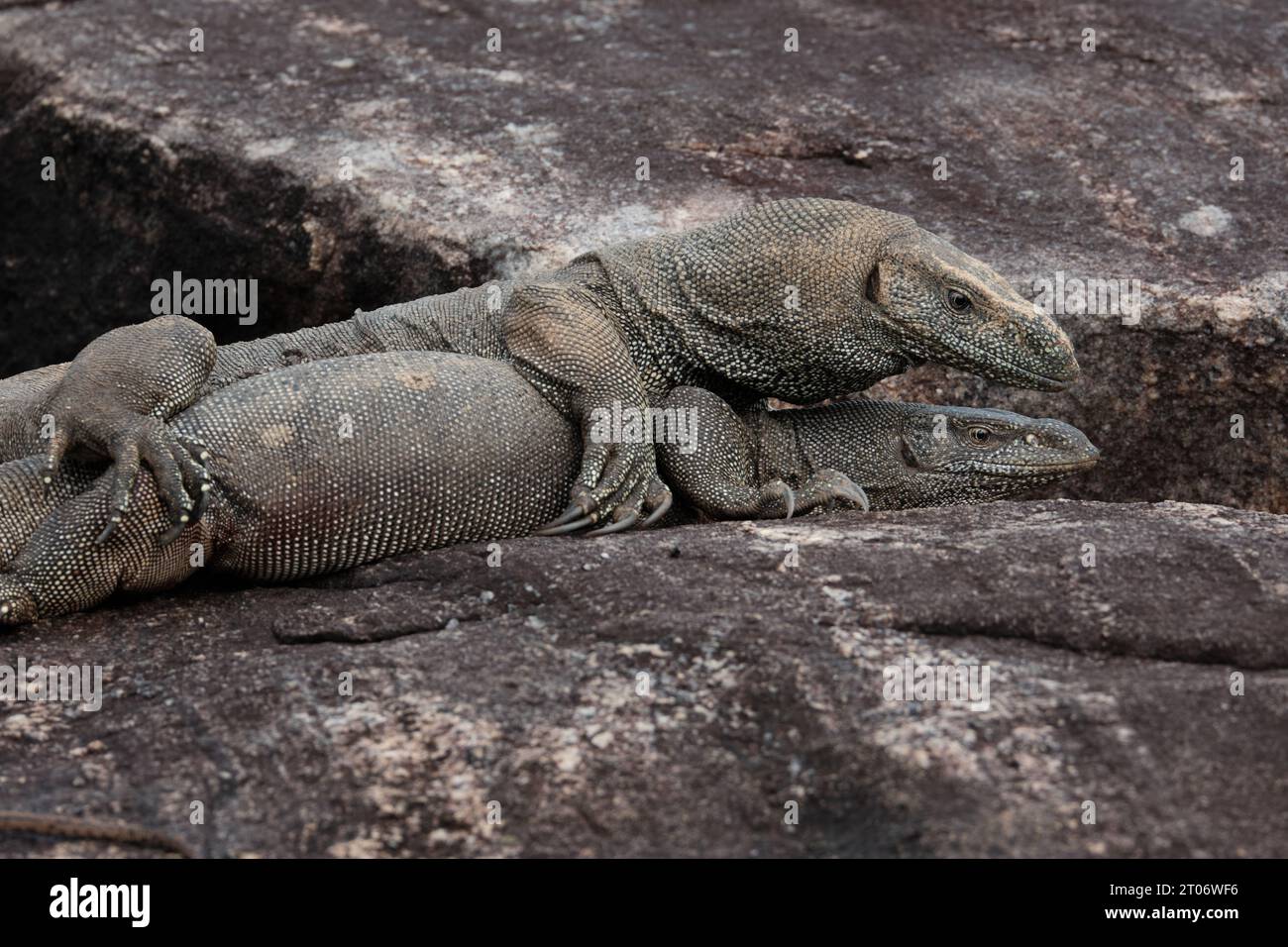 Bengal Monitor (Varanus bengalensis Stock Photo - Alamy