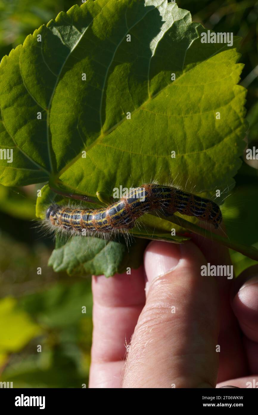Phalera bucephala Family Notodontidae Genus Phalera Buff-tip moth ...
