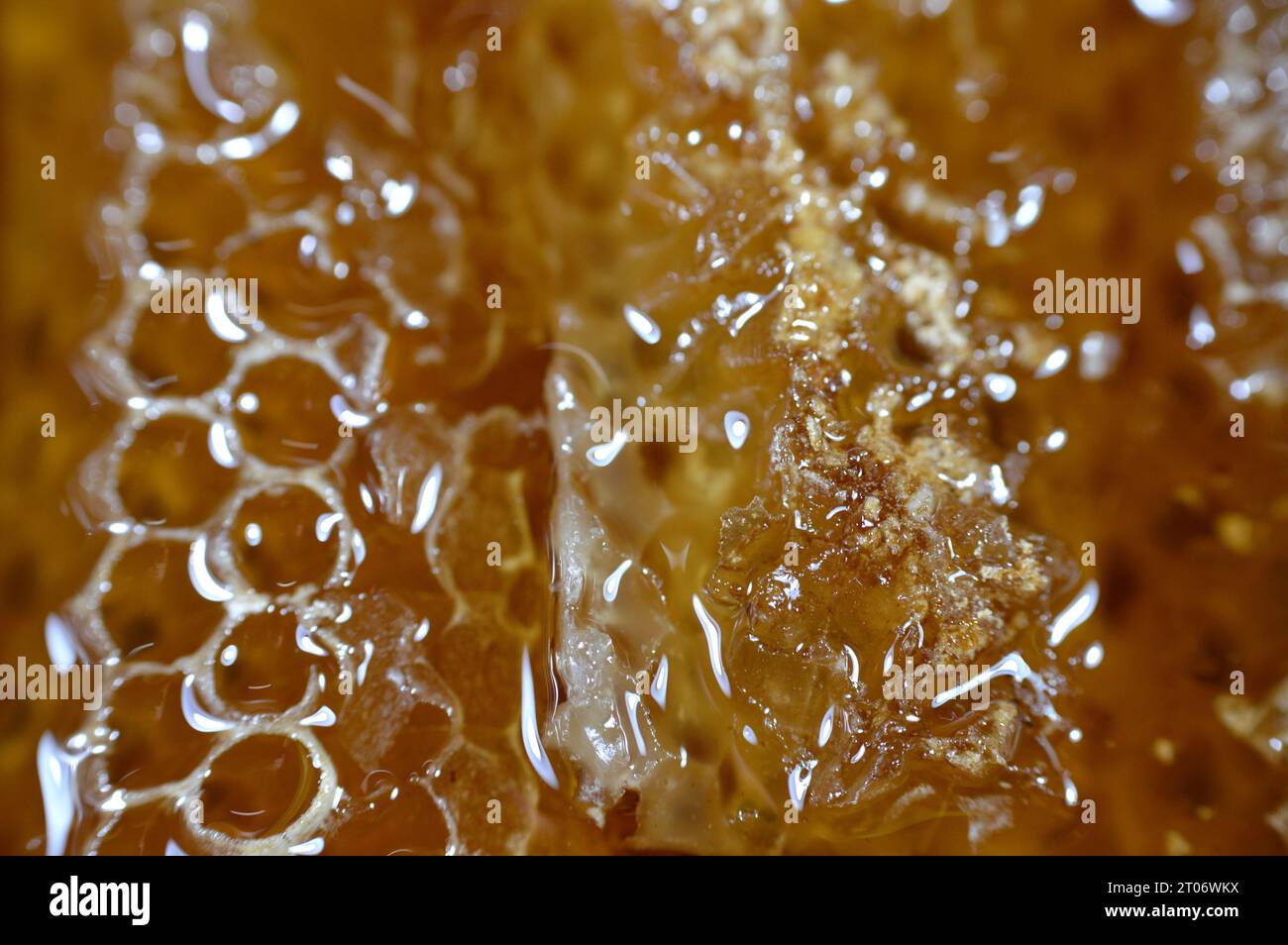 Hexagonal honeycomb cells with honey that hold the queen bee's eggs and ...