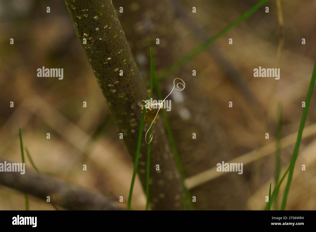 Nematopogon swammerdamella Family Adelidae Genus Nematopogon moth wild ...