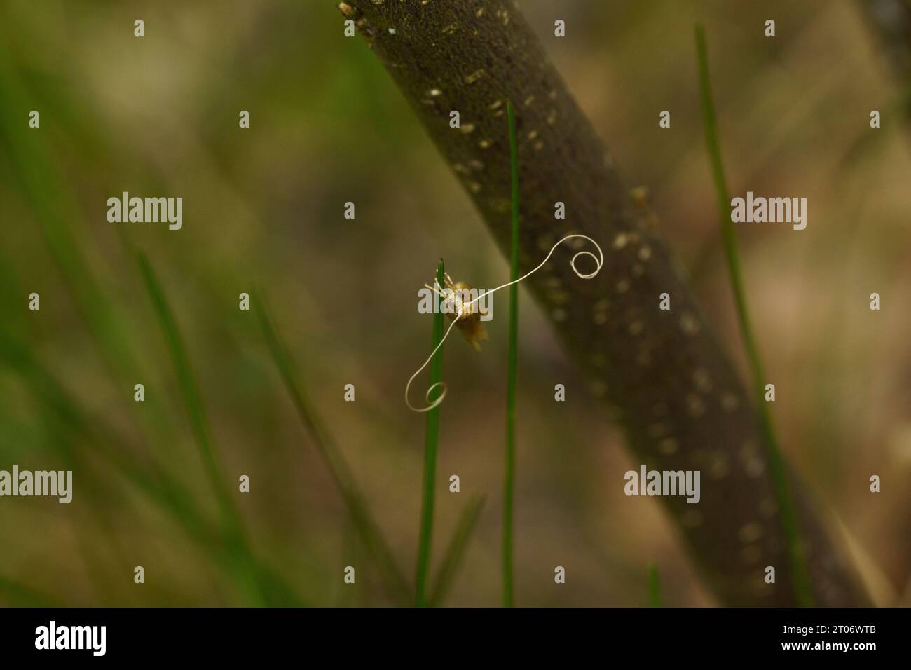 Nematopogon swammerdamella Family Adelidae Genus Nematopogon moth wild ...