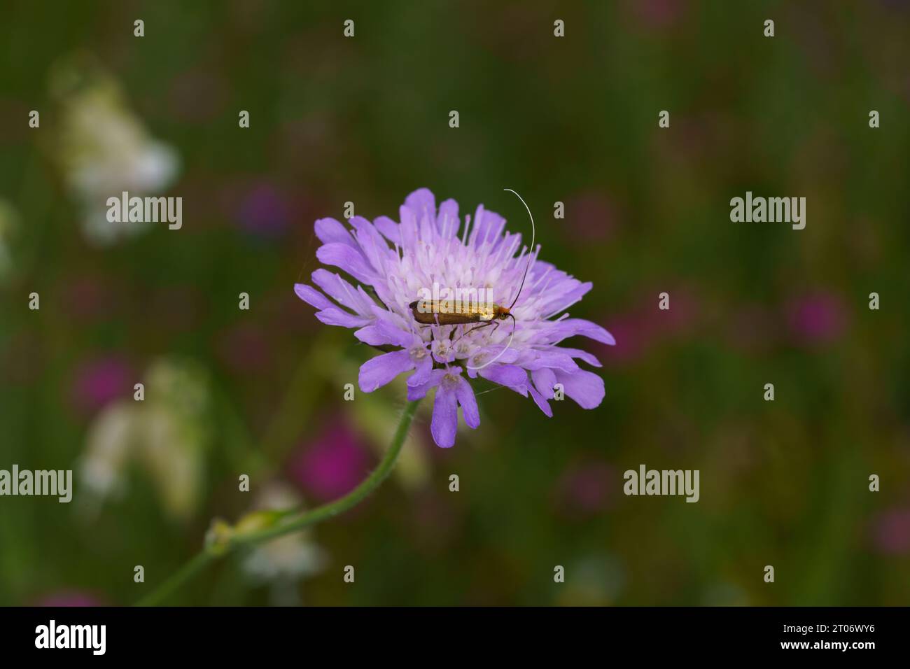 Nemophora metallica Family Adelidae Genus Nemophora Brassy longhorn ...