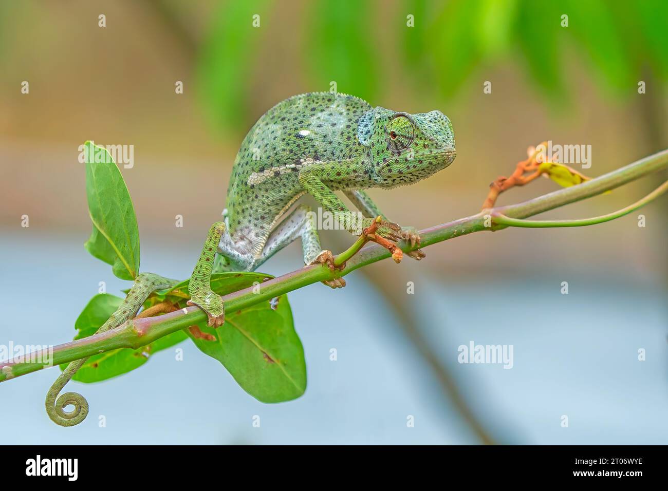 Chameleon sitting on a branch Stock Photo - Alamy