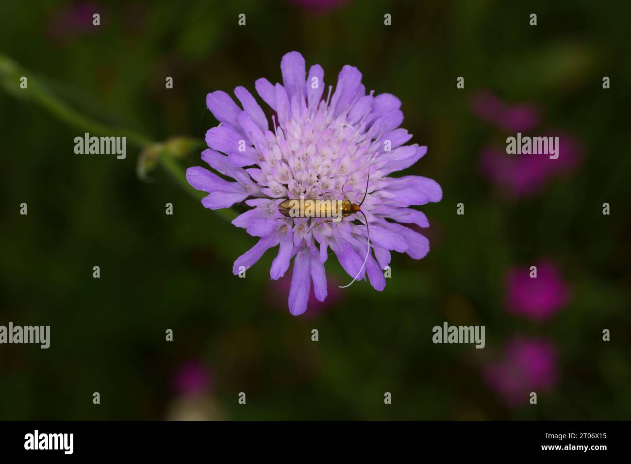 Nemophora metallica Family Adelidae Genus Nemophora Brassy longhorn ...