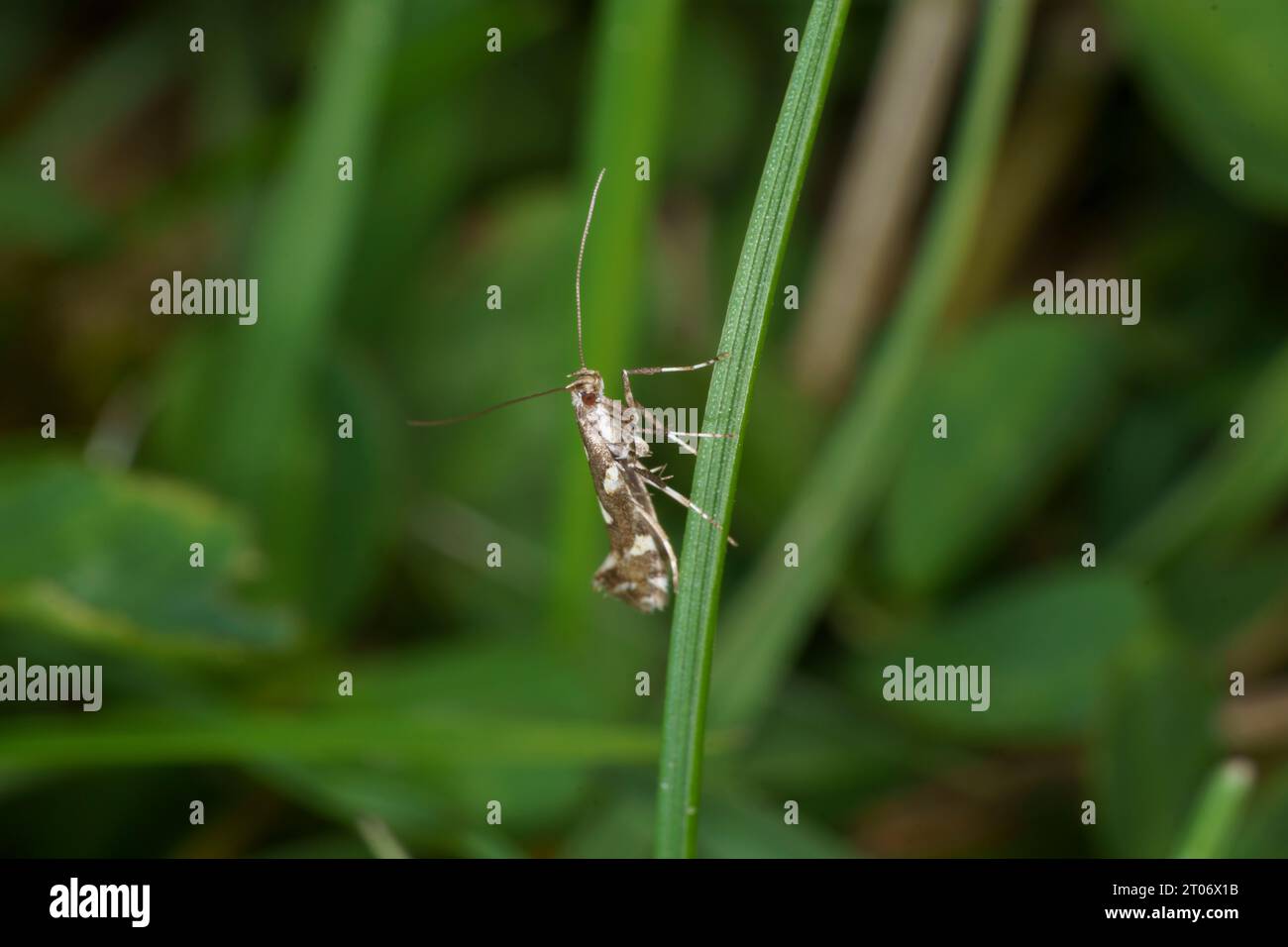 Little slender moth hi-res stock photography and images - Alamy
