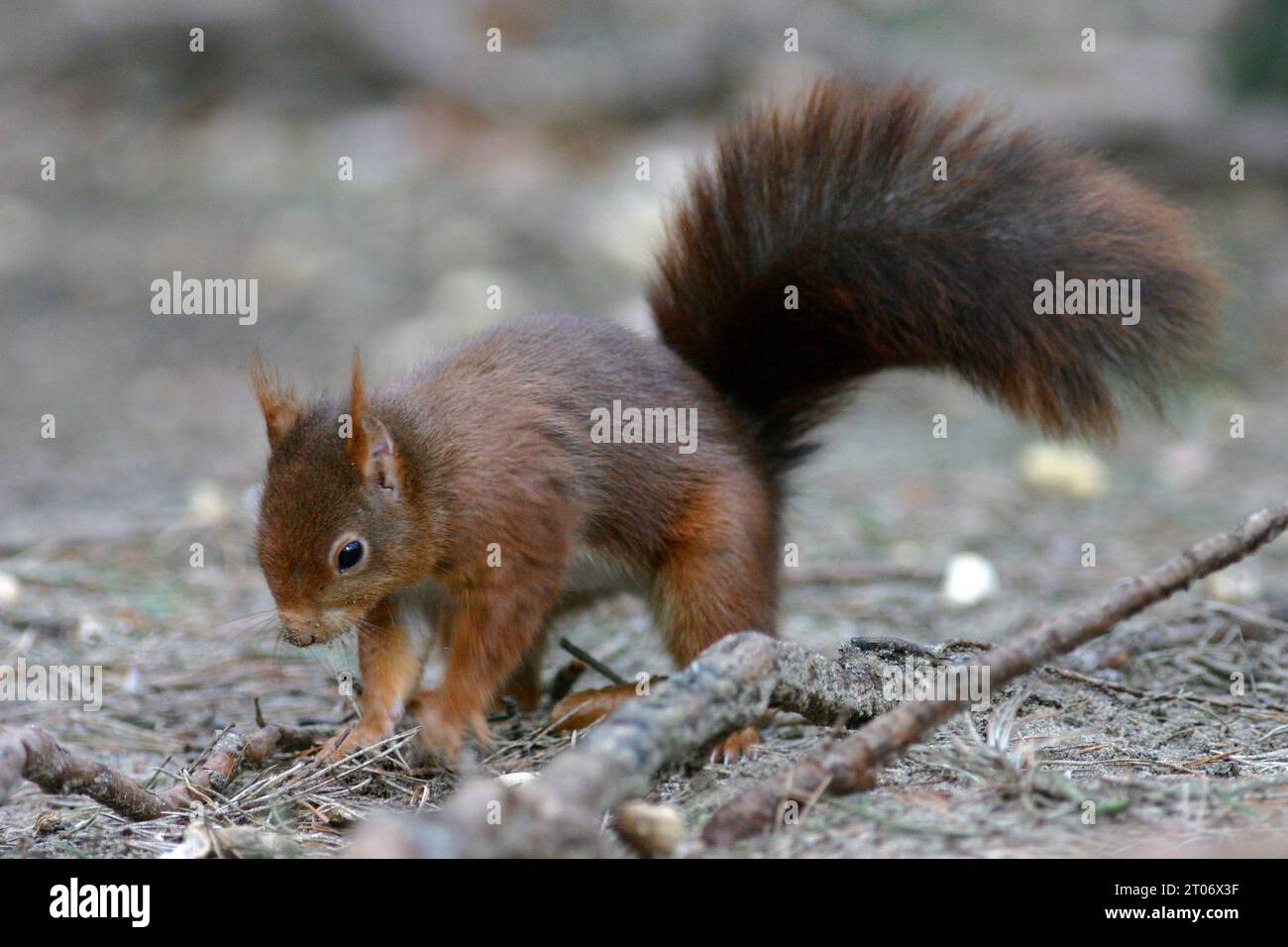 Red Squirrel burying nuts at Formby at Freshfield squirrel reserve in ...