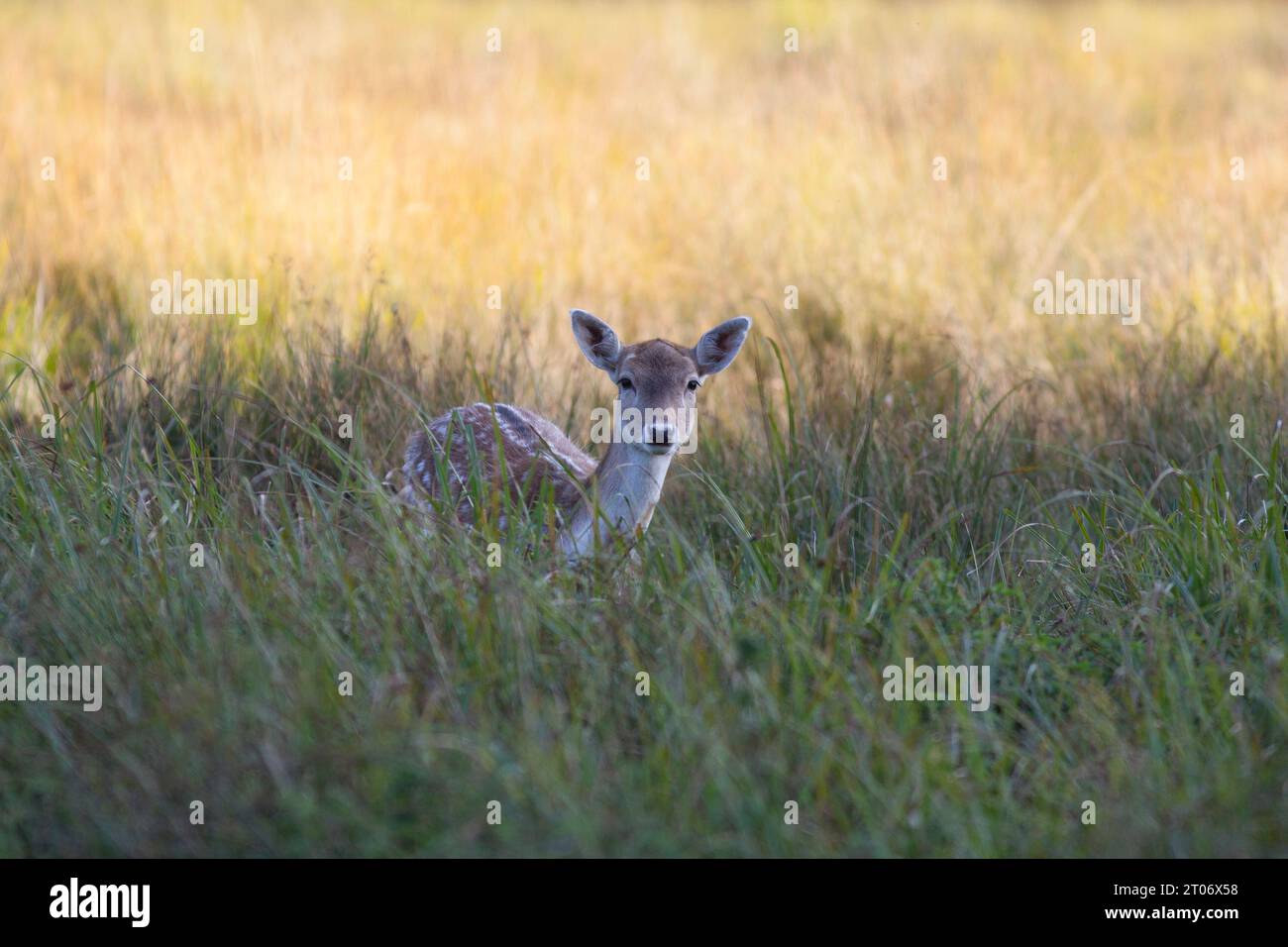Young fallow deer fawn in country park at Dunham Massey in autumn ...