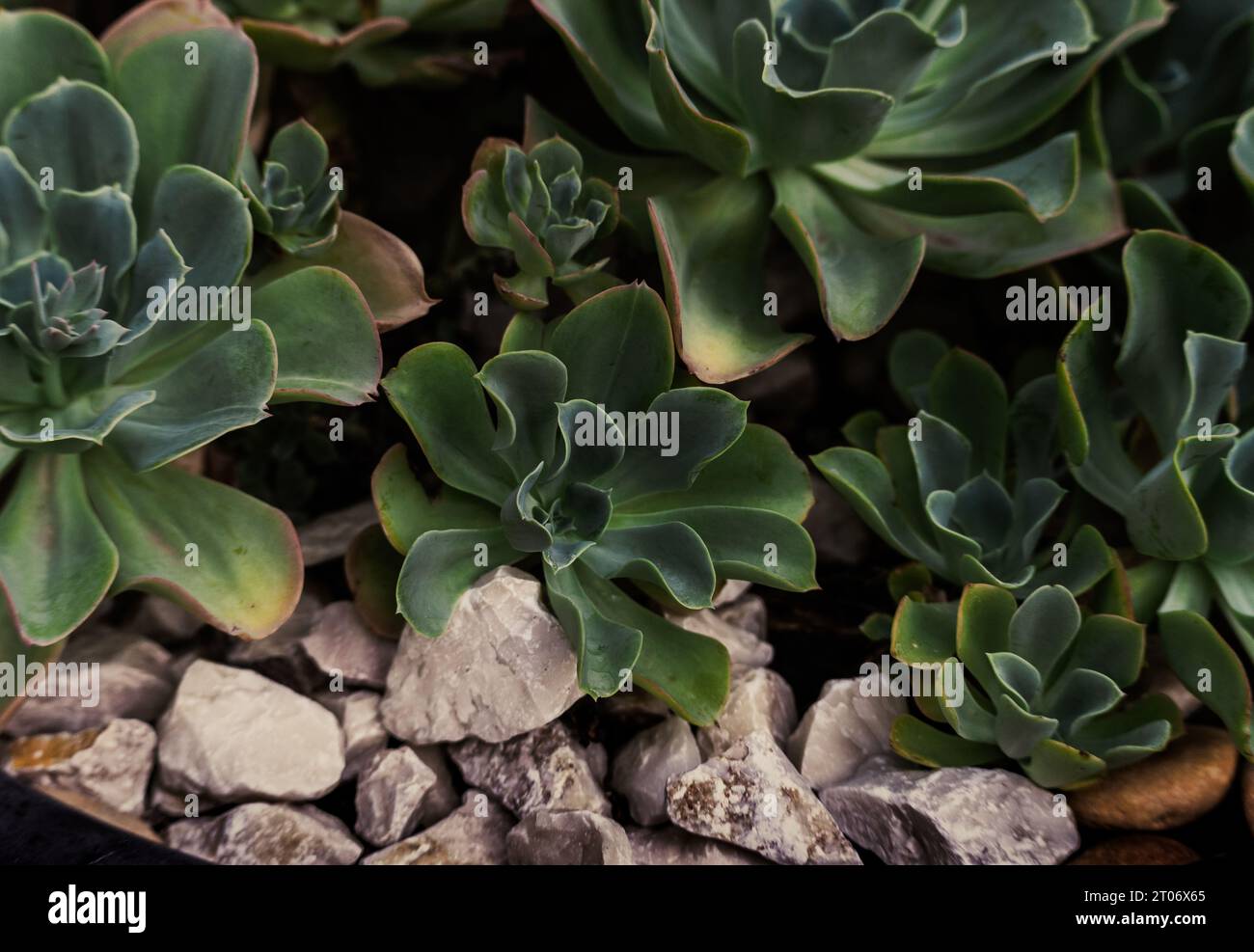 Time and effort towards Nature and gardening at home Stock Photo - Alamy