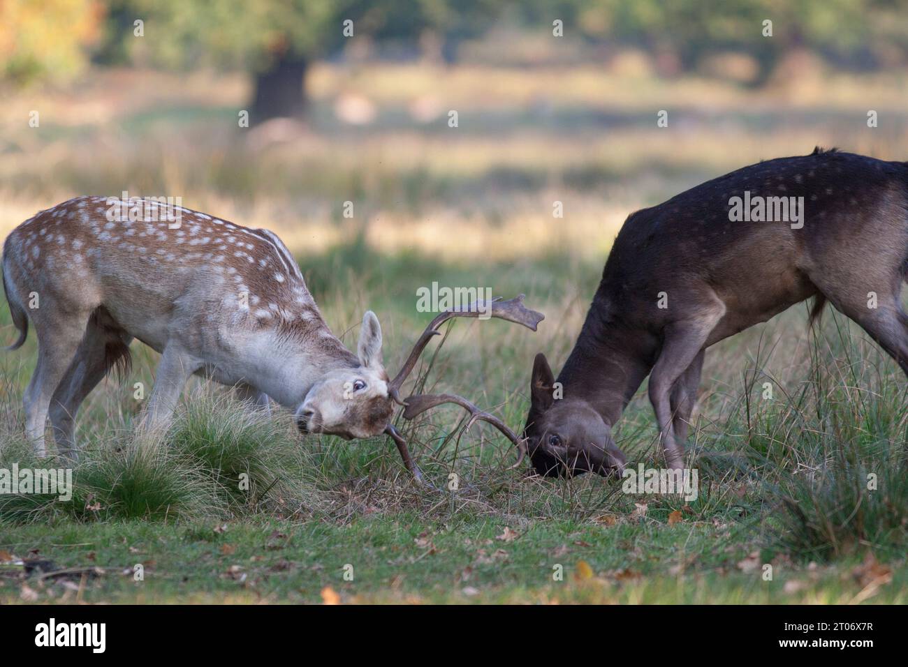 Two stag deer fighting during rutting season at Dunham Massey woodland ...