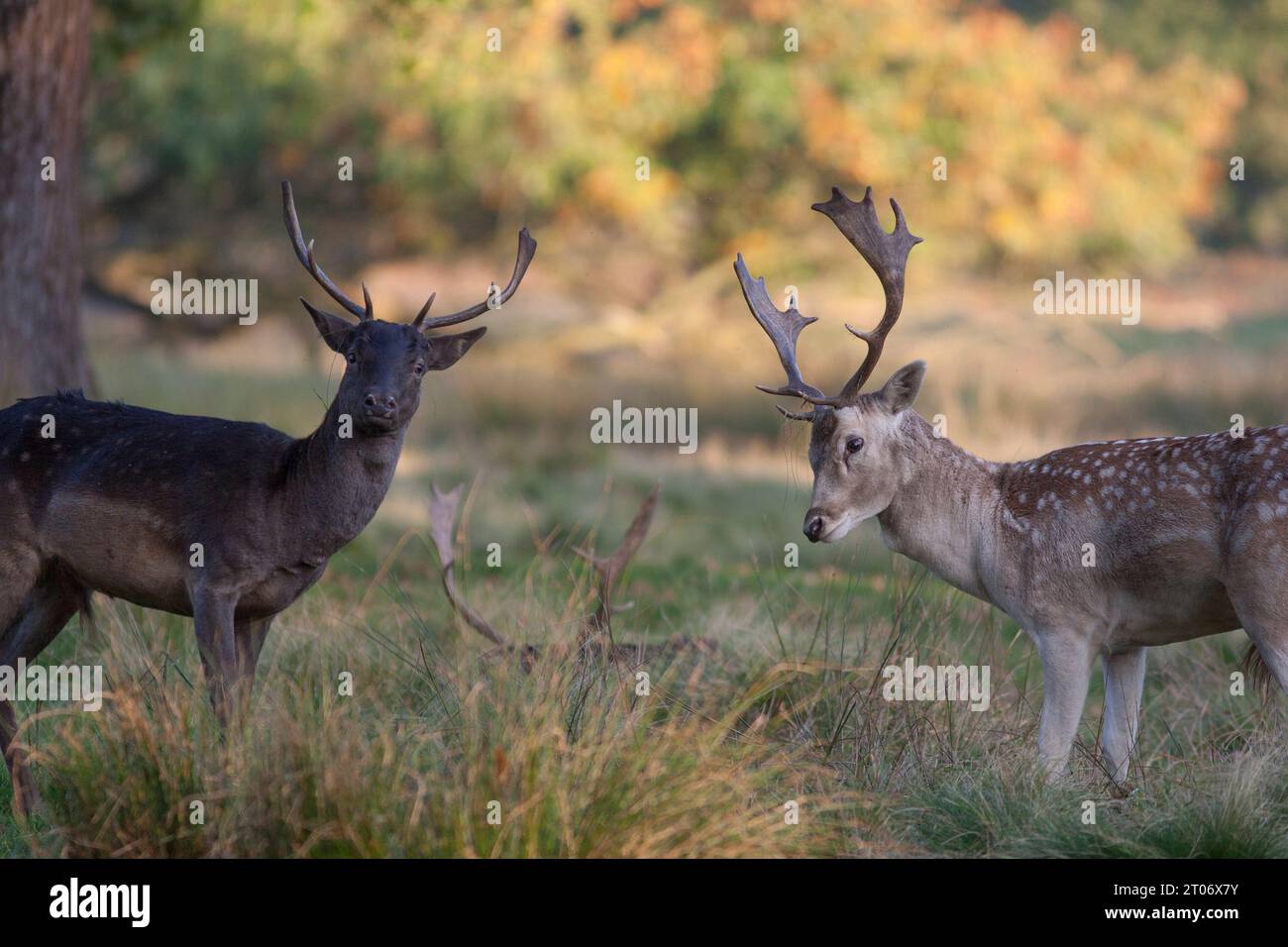 Two stag fallow deer standing in Dunham Massey country park in Cheshire ...