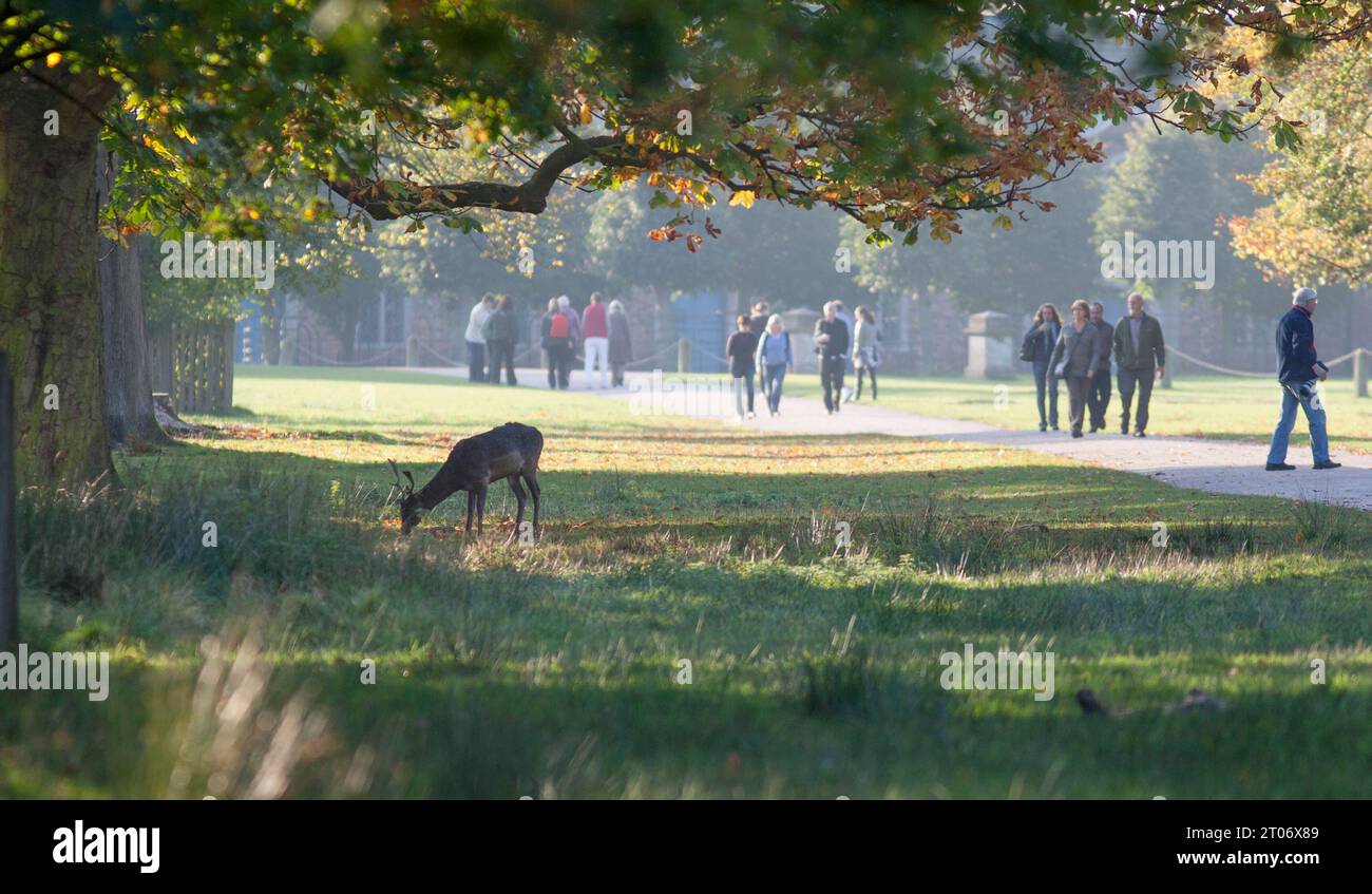 Young stag fallow deer in Dunham Massey park with people walking past ...