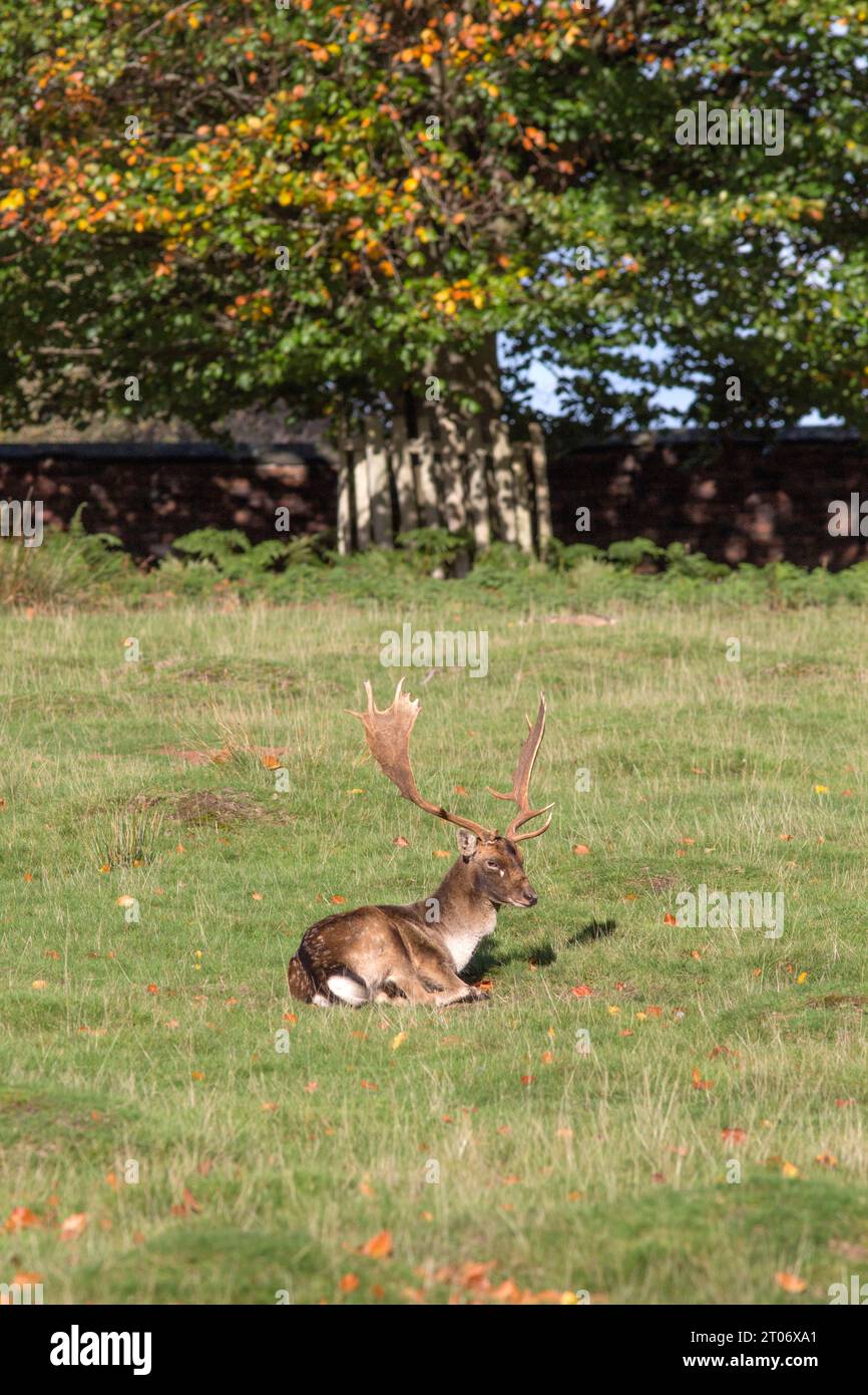 Fallow stag deer sitting in autumn sunshine at Dunham Massey country ...