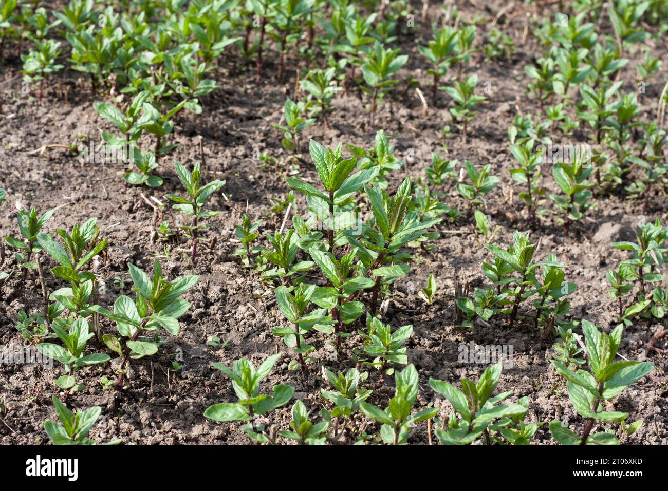 Planting fragrant peppermint in private garden. Young sprouts of green ...
