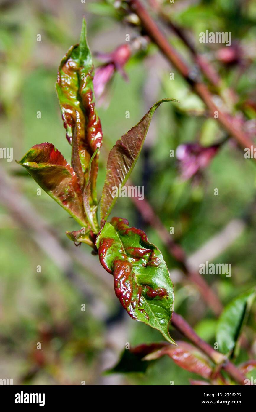 Peach Tree Disease Leaf Curl Fungal Disease Taphrina Deformans
